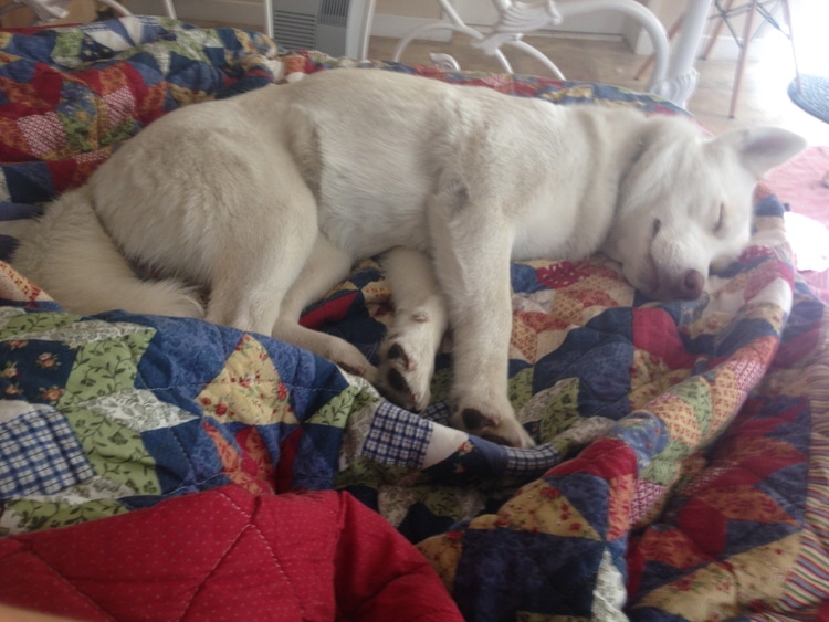 Day 10 of the Zero Waste Challenge: Green Pets - Going Zero Waste