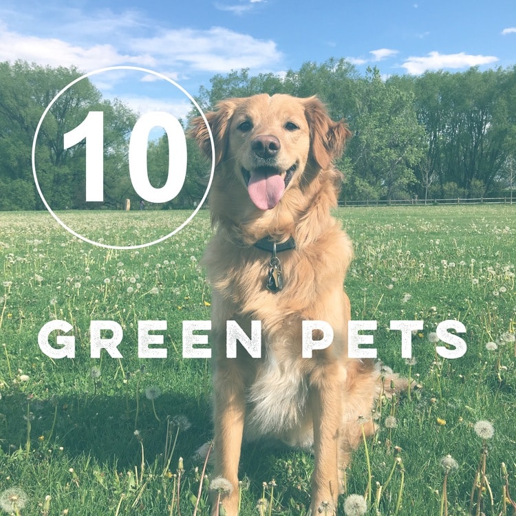 Day 10 of the Zero Waste Challenge: Green Pets - Going Zero Waste