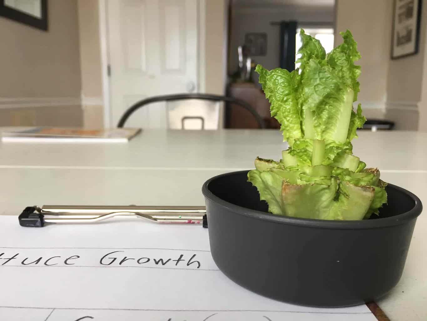 3 Simple Sustainability Science Experiments To Do At Home With Kids ...