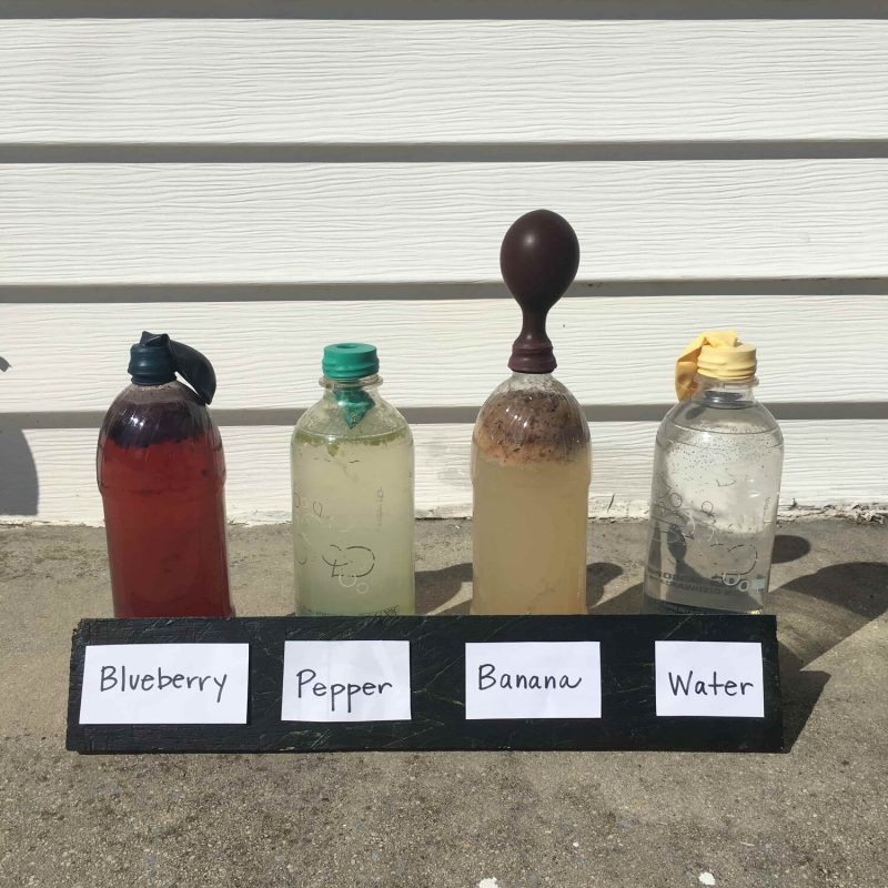 3 Simple Sustainability Science Experiments To Do At Home With Kids ...