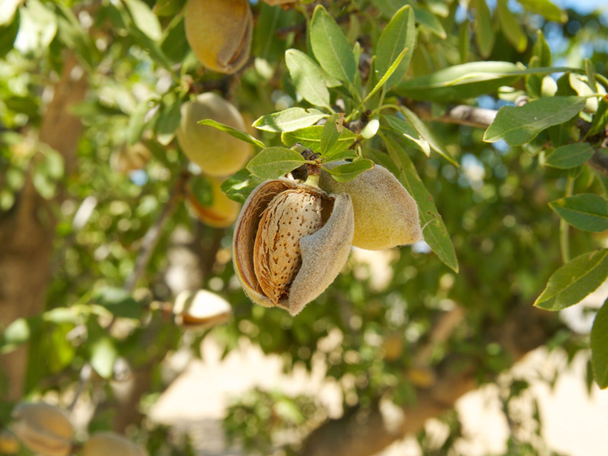 Why Almond Hulls Will Be The Next Big Upcycled Food - Going Zero Waste