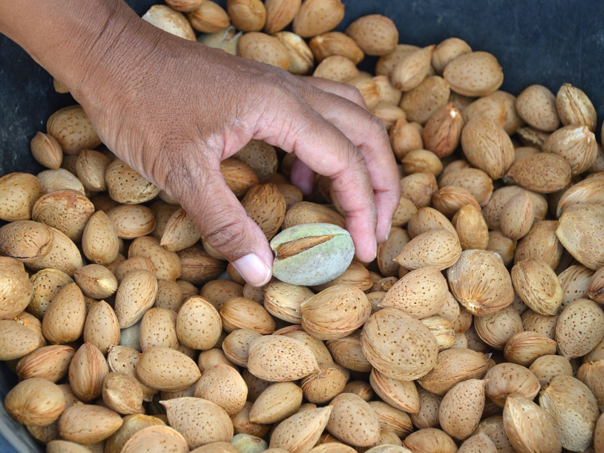 Why Almond Hulls Will Be The Next Big Upcycled Food - Going Zero Waste