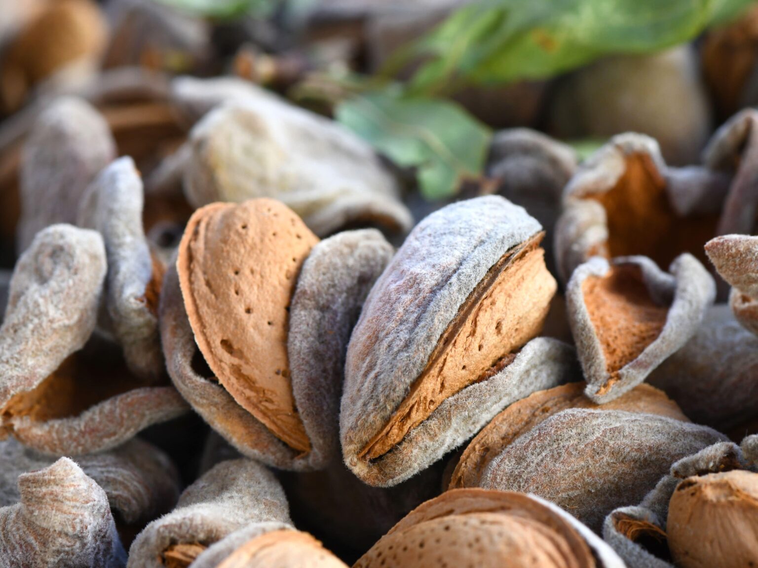 Why Almond Hulls Will Be The Next Big Upcycled Food - Going Zero Waste