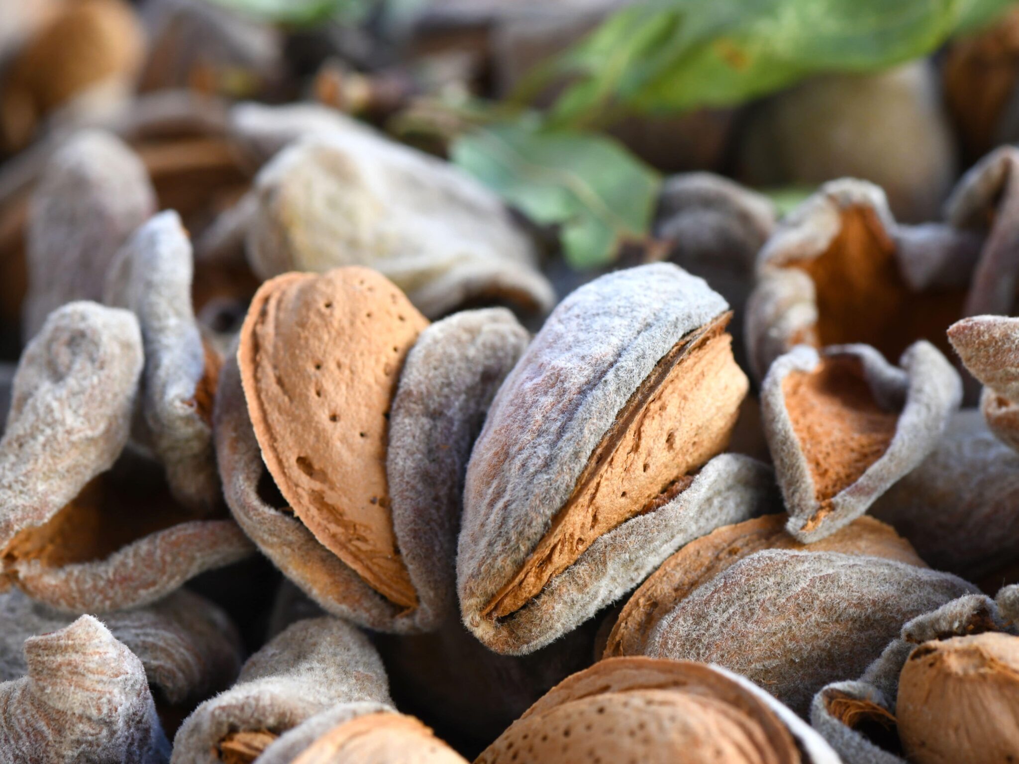 Why Almond Hulls Will Be The Next Big Upcycled Food - Going Zero Waste