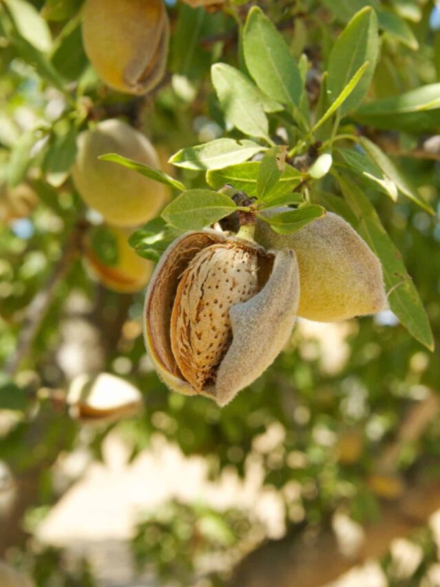 Why Almond Hulls Will Be The Next Big Upcycled Food - Going Zero Waste