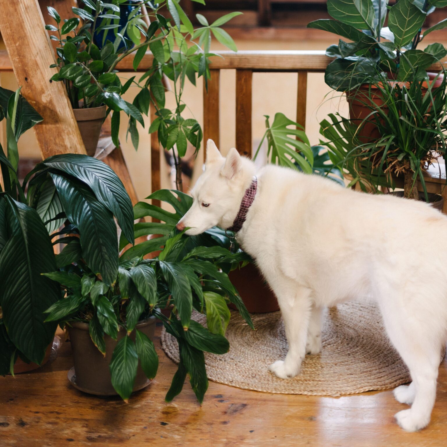 Is Your Plant Addiction Eco-Friendly? - Going Zero Waste