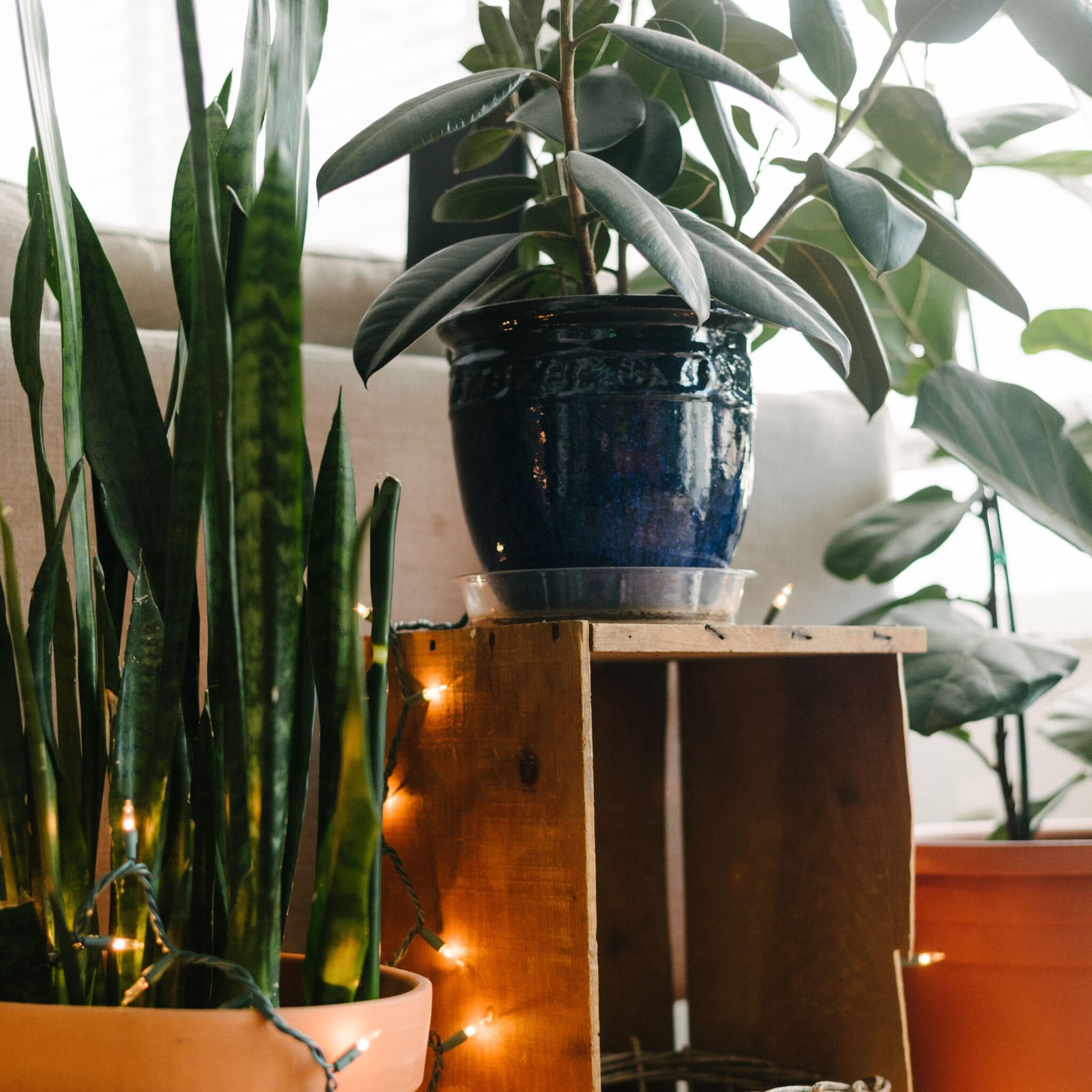 Is Your Plant Addiction Eco-Friendly? - Going Zero Waste